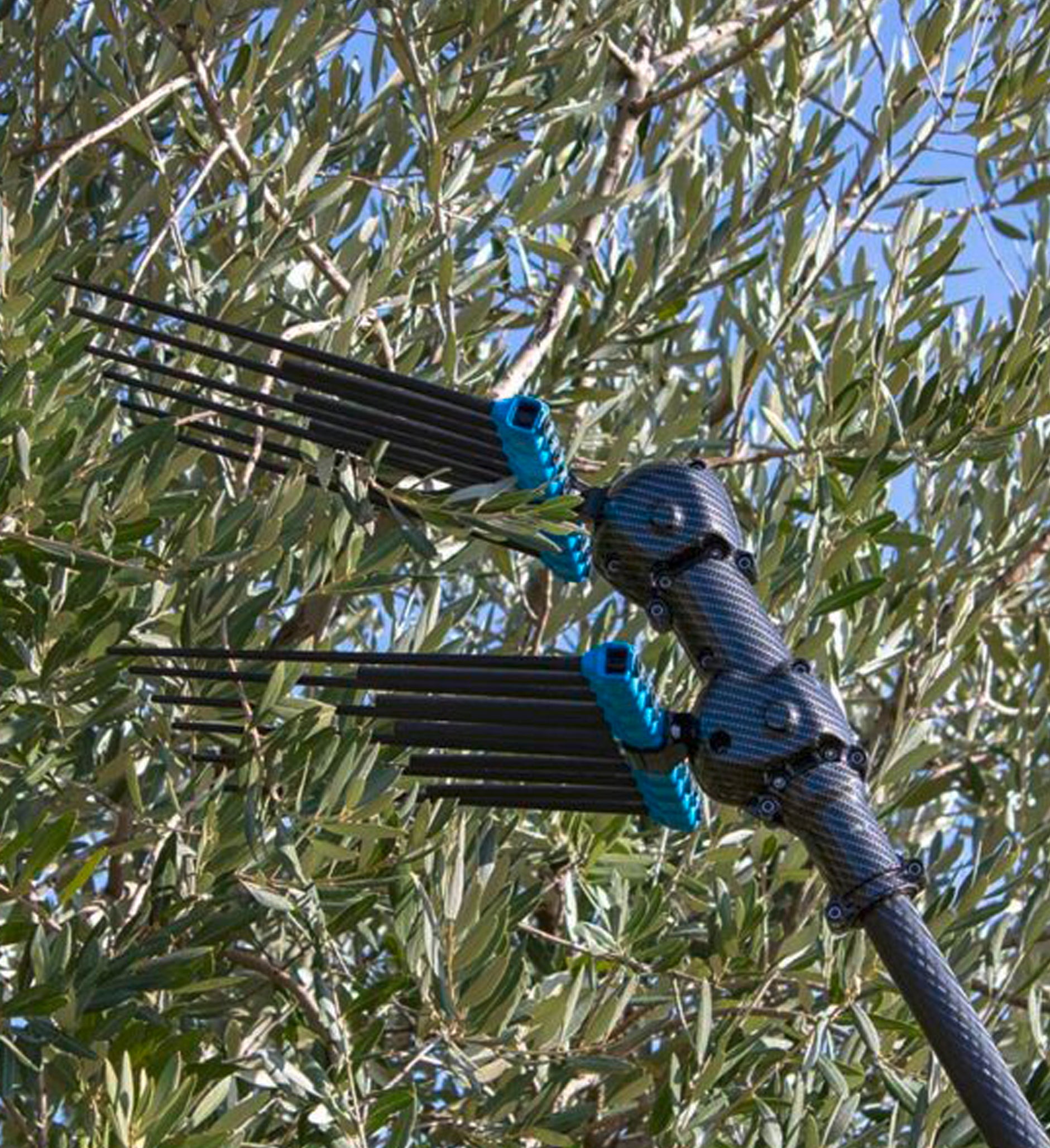 Olive Harvesting – REDWOOD IMPORTS (Wholesale)